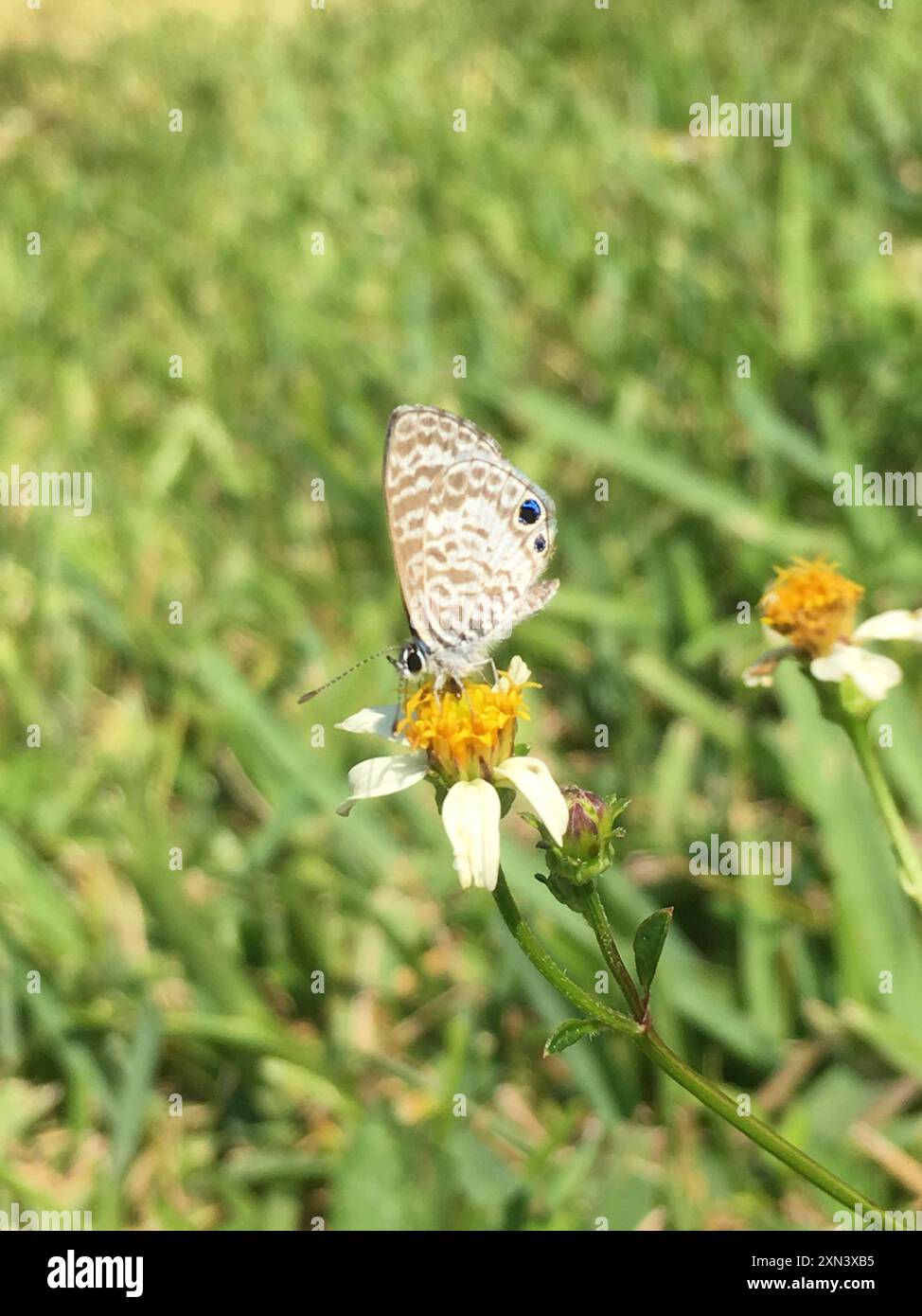 Cassius Blue (Leptotes cassius) Insecta Stock Photo - Alamy