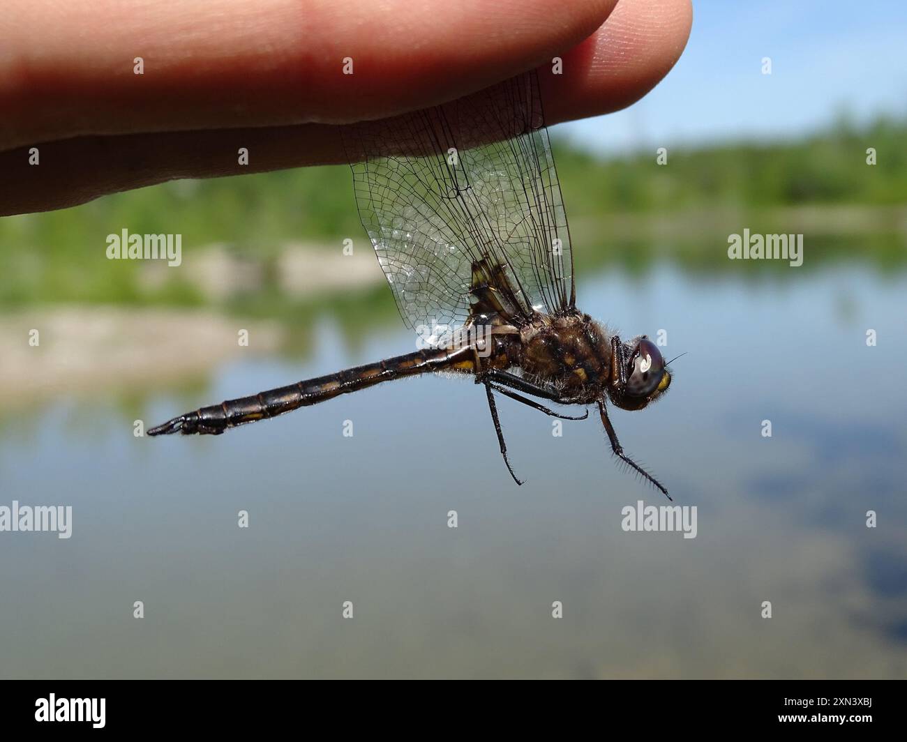 Common Baskettail (Epitheca cynosura) Insecta Stock Photo - Alamy