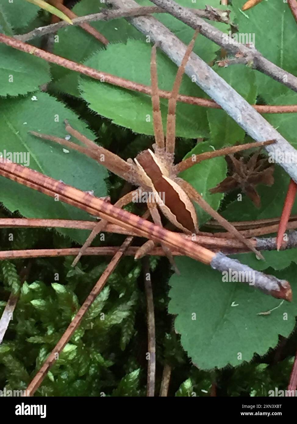 American Nursery Web Spider (Pisaurina mira) Arachnida Stock Photo - Alamy