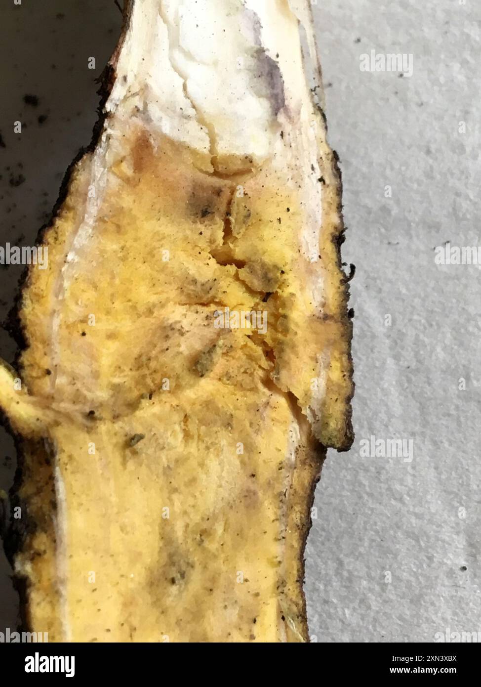 Patience Dock (Rumex patientia) Plantae Stock Photo - Alamy