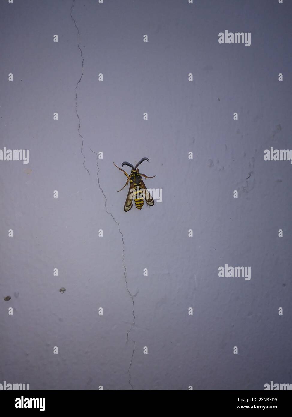 American Hornet Moth (Sesia tibiale) Insecta Stock Photo - Alamy