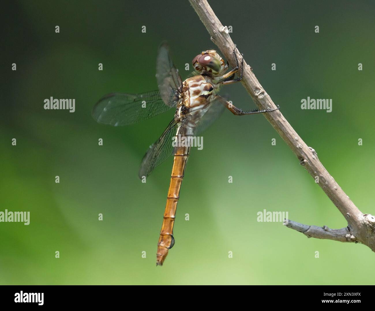 Roseate Skimmer (Orthemis ferruginea) Insecta Stock Photo - Alamy