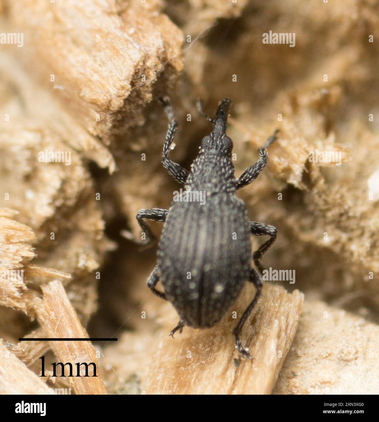 Pear-shaped Weevils (Apioninae) Insecta Stock Photo - Alamy
