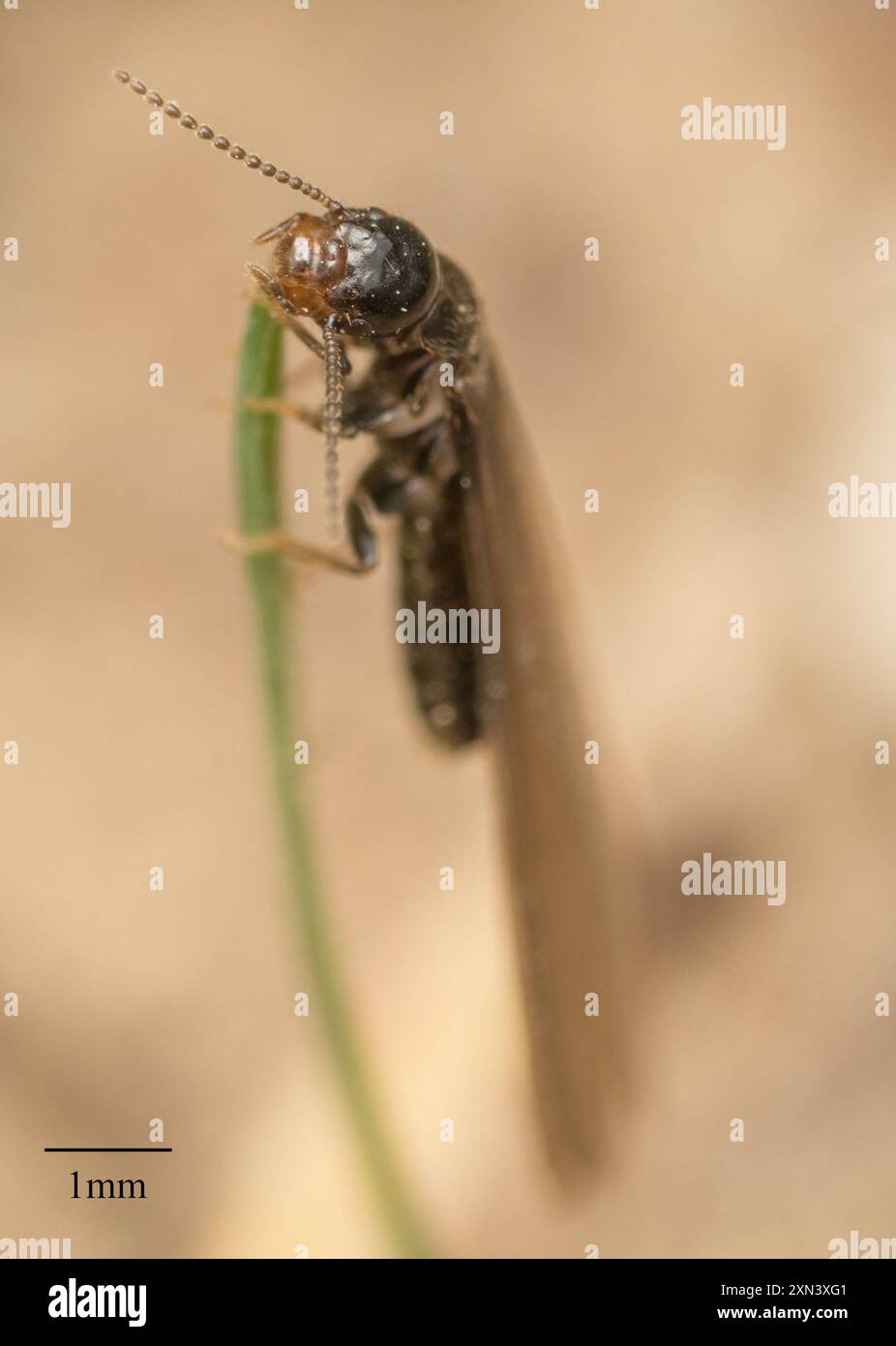 Western Subterranean Termite (Reticulitermes hesperus) Insecta Stock ...