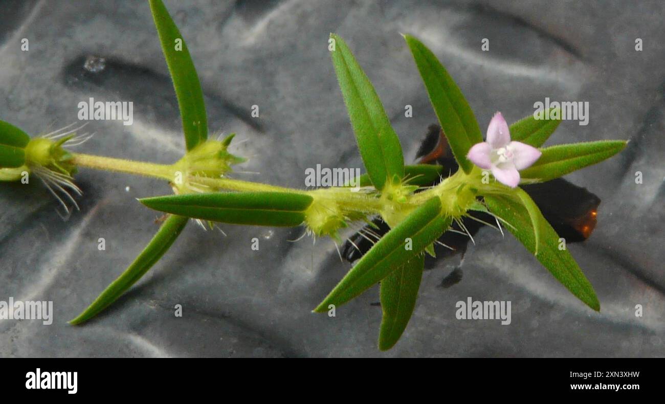 rough buttonweed (Hexasepalum teres) Plantae Stock Photo - Alamy