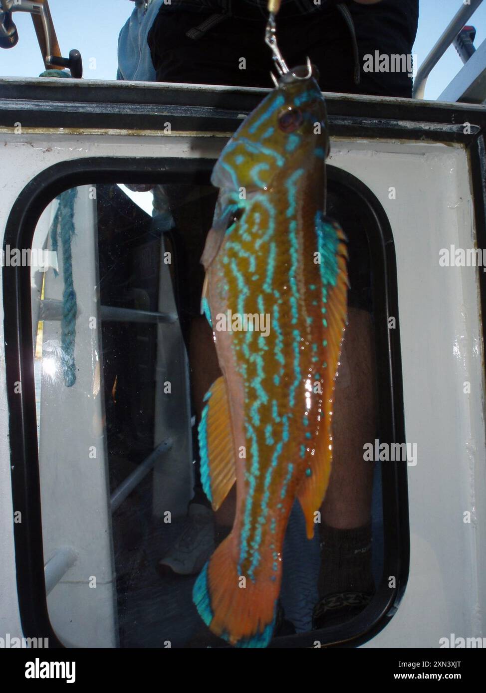 Labrus mixtus hi-res stock photography and images - Alamy