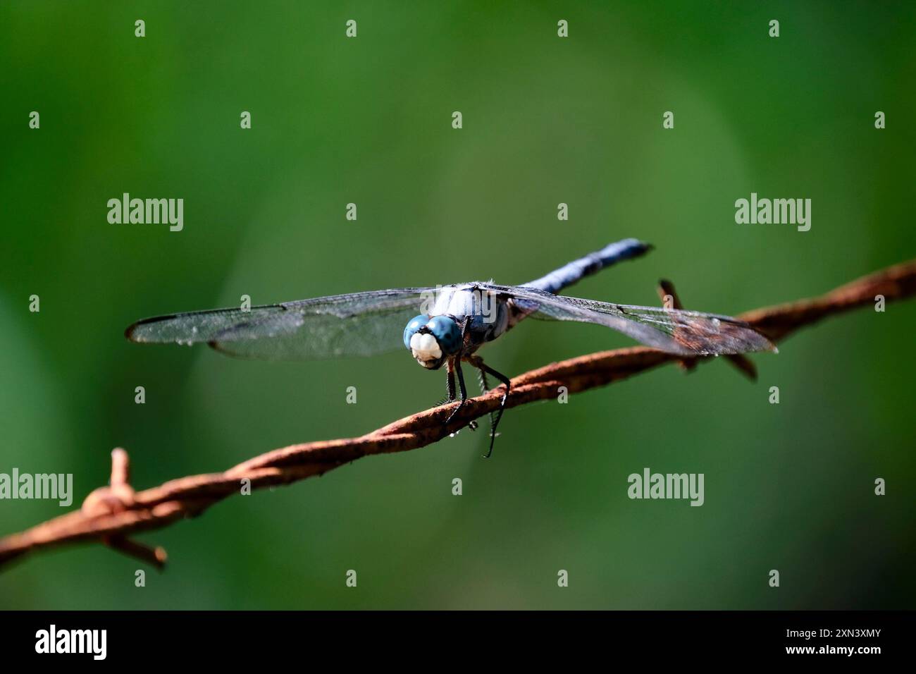 Great Blue Skimmer (Libellula vibrans) Insecta Stock Photo - Alamy