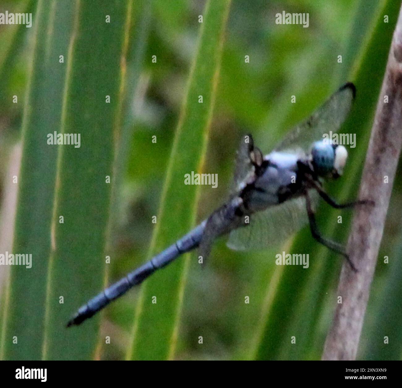 Great Blue Skimmer (Libellula vibrans) Insecta Stock Photo - Alamy