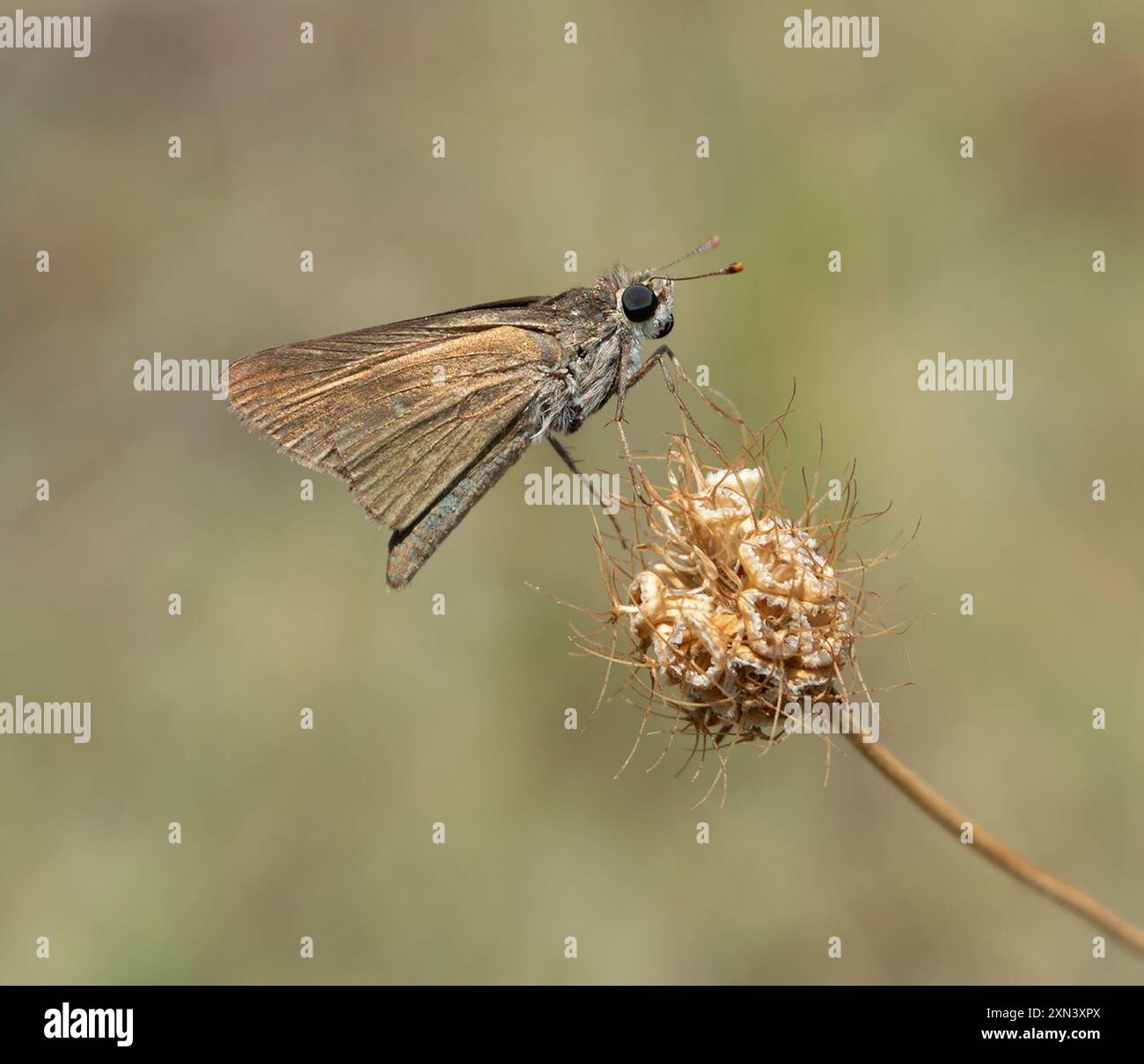 Pygmy Skipper (Gegenes pumilio) Insecta Stock Photo - Alamy