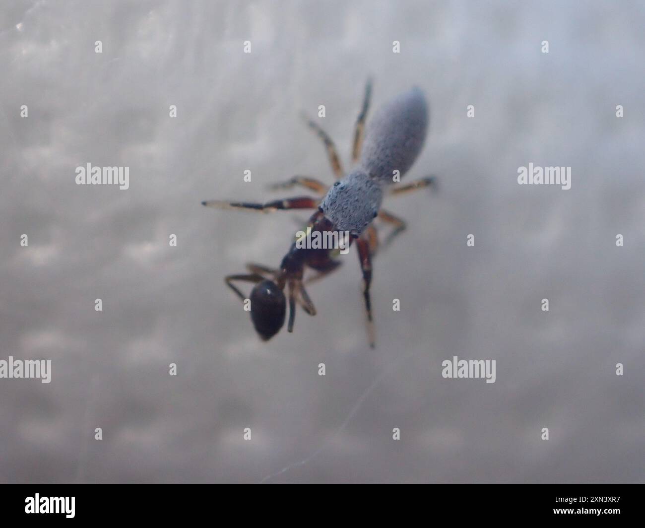 Thick-spined Jumping Spider (Tutelina similis) Arachnida Stock Photo ...