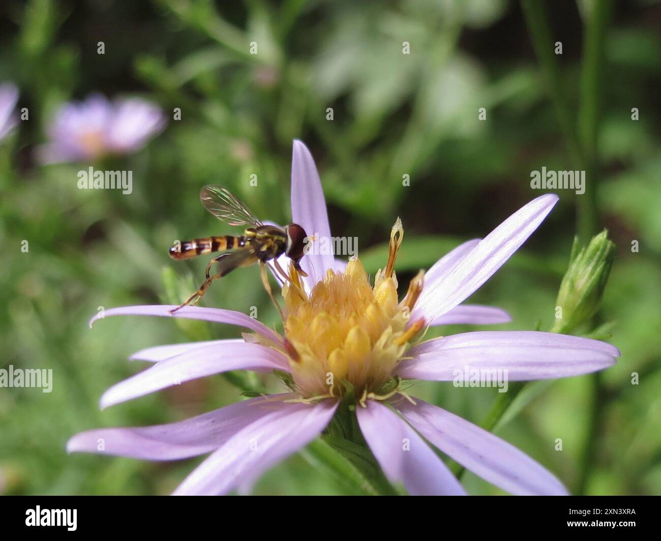Eastern Calligrapher (Toxomerus geminatus) Insecta Stock Photo - Alamy
