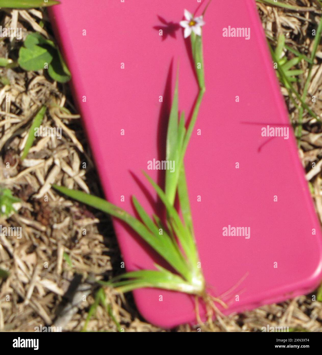 Blue Pigroot (Sisyrinchium micranthum) Plantae Stock Photo - Alamy