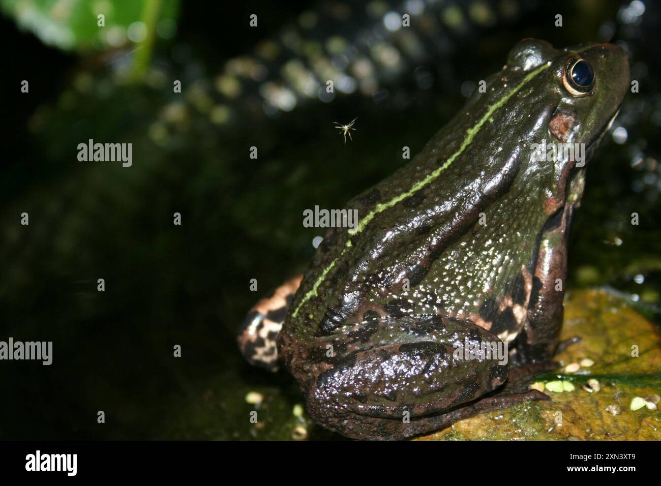 Water Frogs (Pelophylax) Amphibia Stock Photo - Alamy