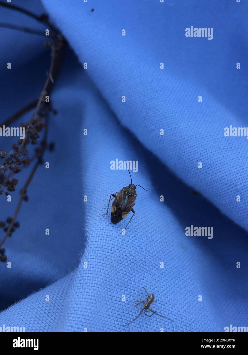 Lygus Bugs (Lygus) Insecta Stock Photo - Alamy