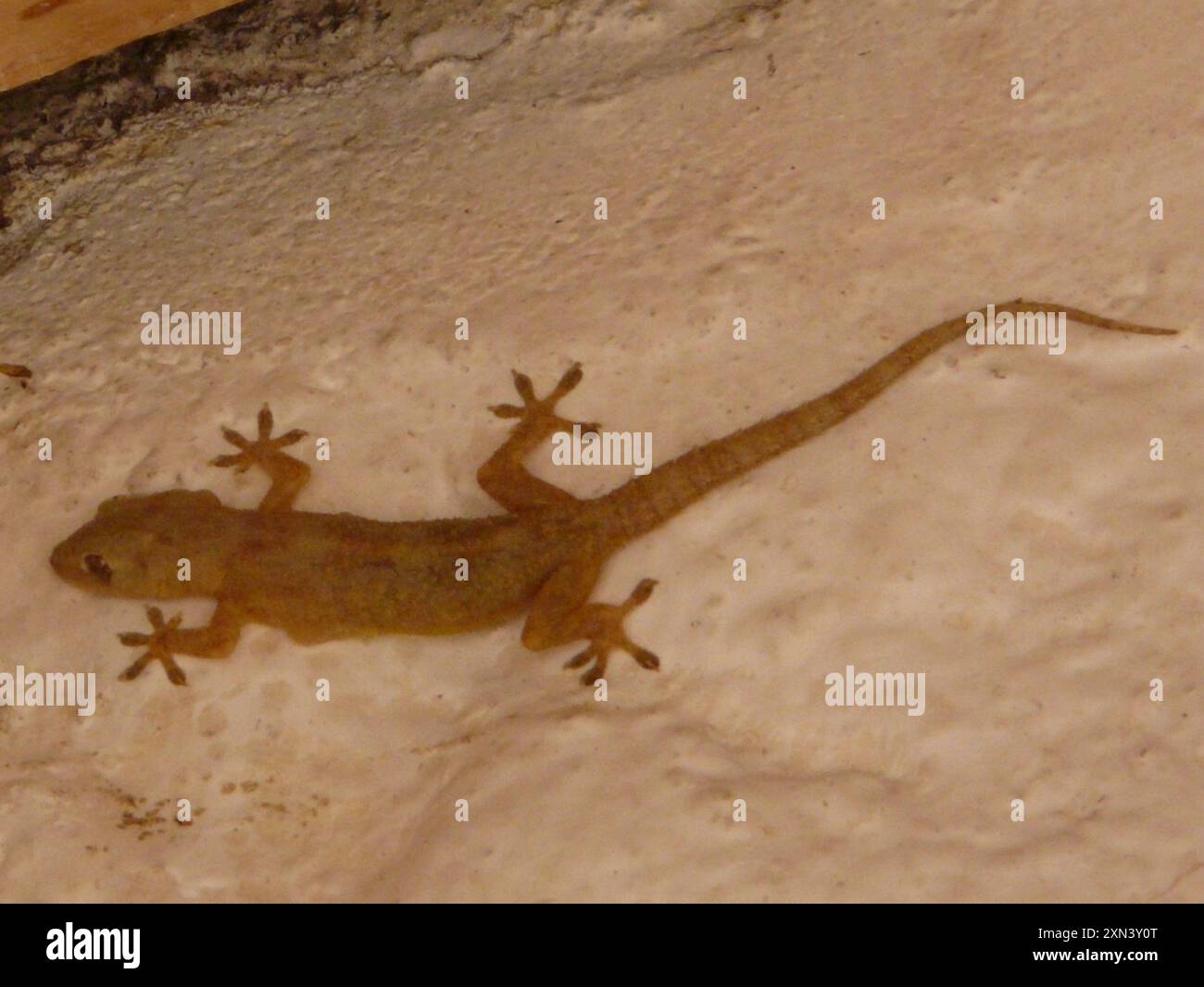 Tropical House Gecko (Hemidactylus mabouia) Reptilia Stock Photo - Alamy