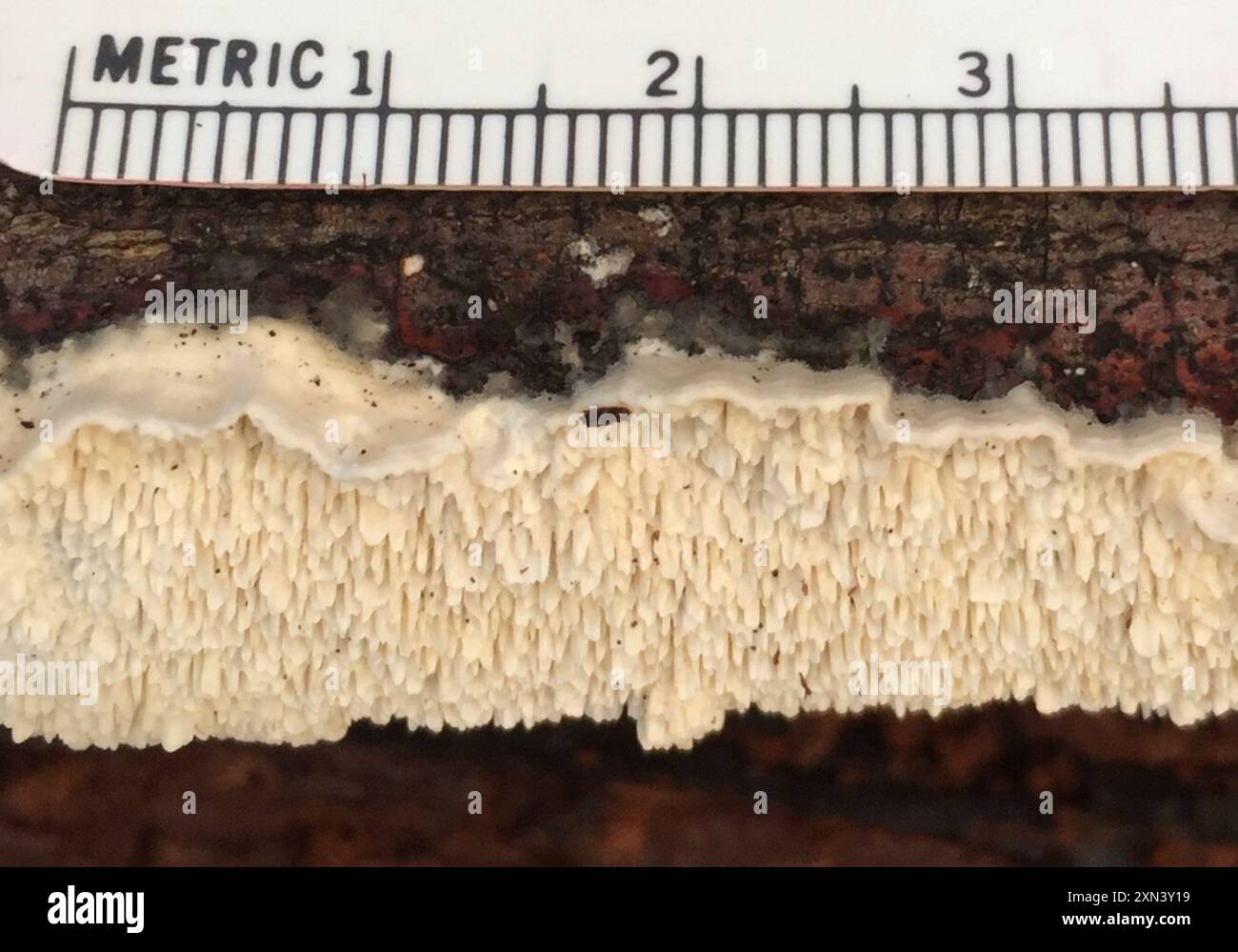 Milk-white Toothed Polypore (Irpex lacteus) Fungi Stock Photo - Alamy