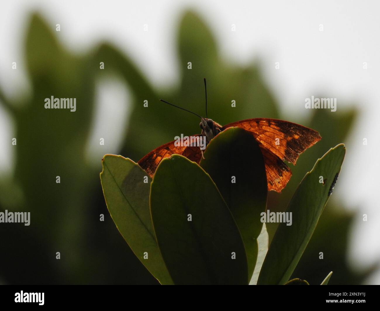 Tawny rajah hi-res stock photography and images - Alamy