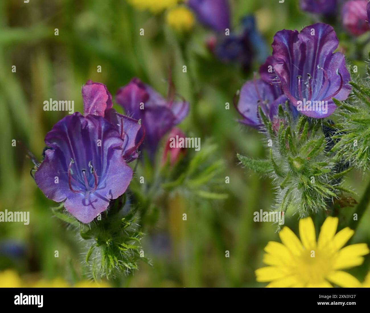 purple viper's-bugloss (Echium plantagineum) Plantae Stock Photo - Alamy