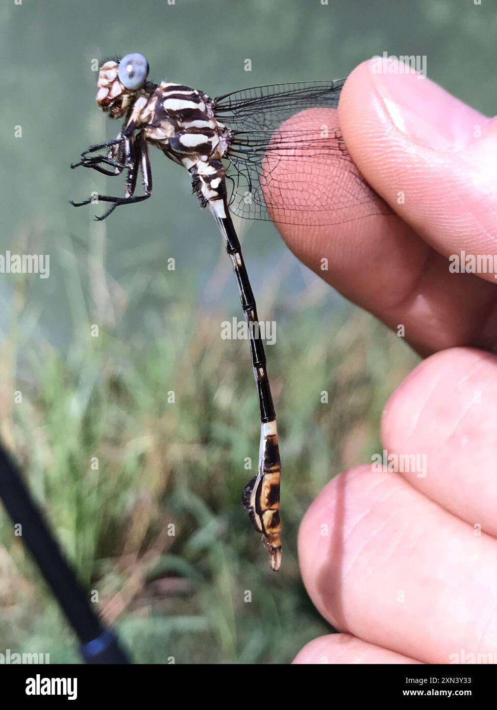 Five-striped Leaftail (Phyllogomphoides albrighti) Insecta Stock Photo ...