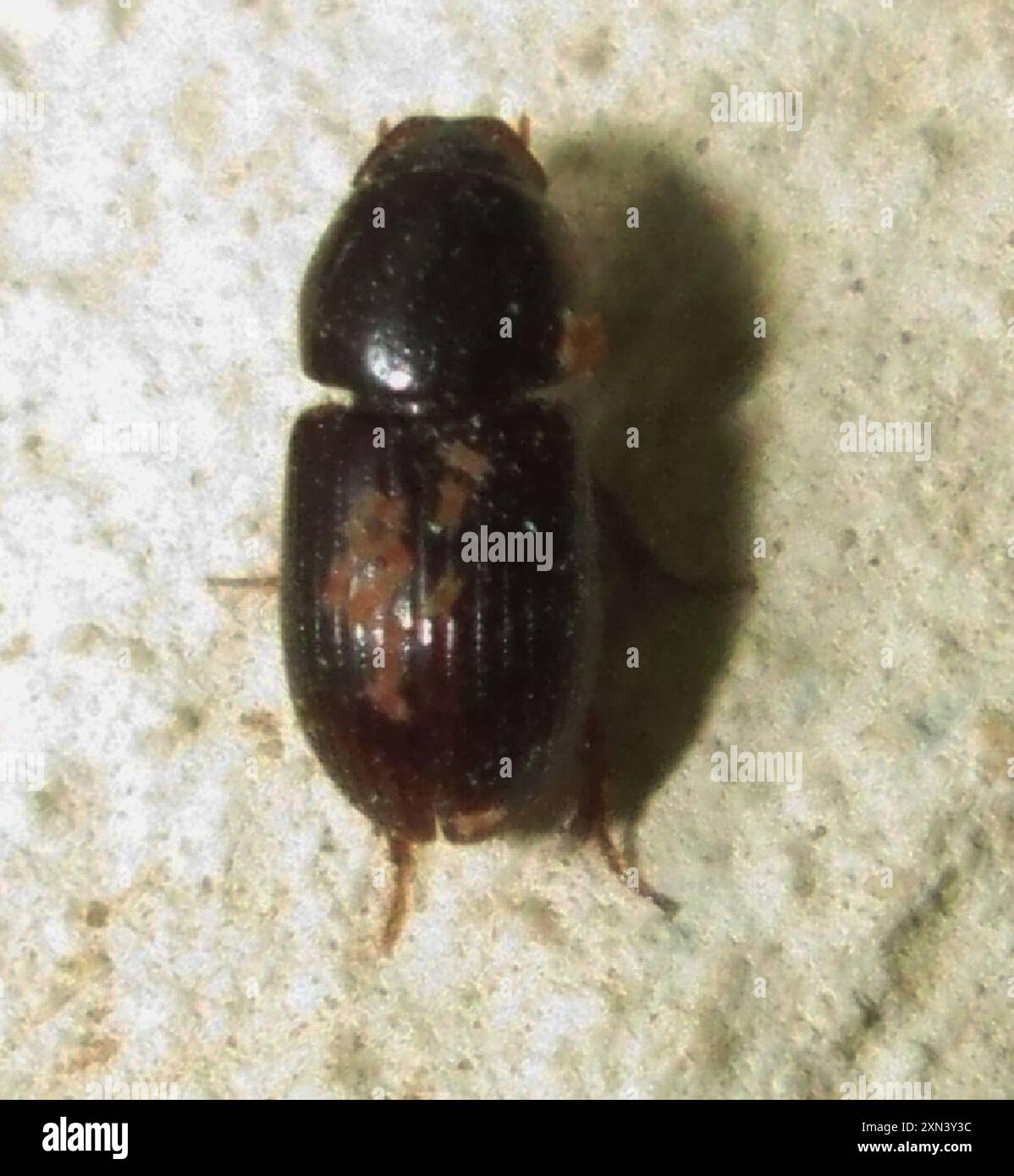 Small Dung Beetles (Aphodiinae) Insecta Stock Photo - Alamy