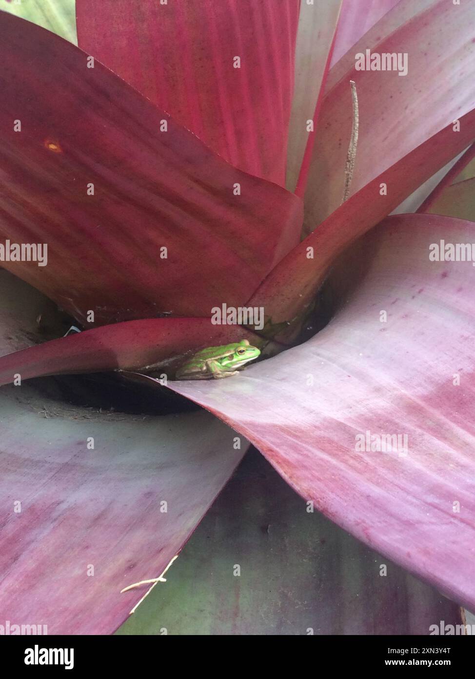 Green-and-Golden Bell Frog (Ranoidea aurea) Amphibia Stock Photo - Alamy
