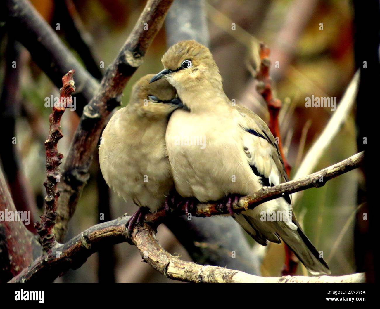 Picuí Ground Dove (Columbina picui) Aves Stock Photo - Alamy