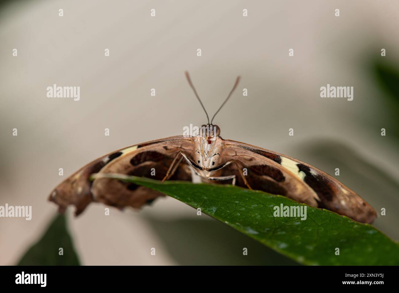 Brown Butterfly with white stripes on wings Stock Photo - Alamy