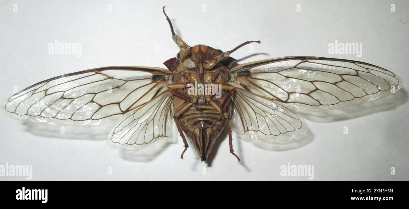 Savanna Sharpcollar Cicada (Oxypleura quadraticollis) Insecta Stock ...