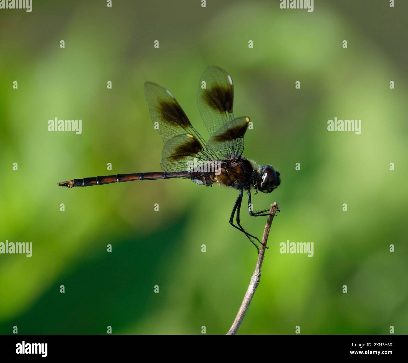 Four-spotted Pennant (Brachymesia gravida) Insecta Stock Photo - Alamy