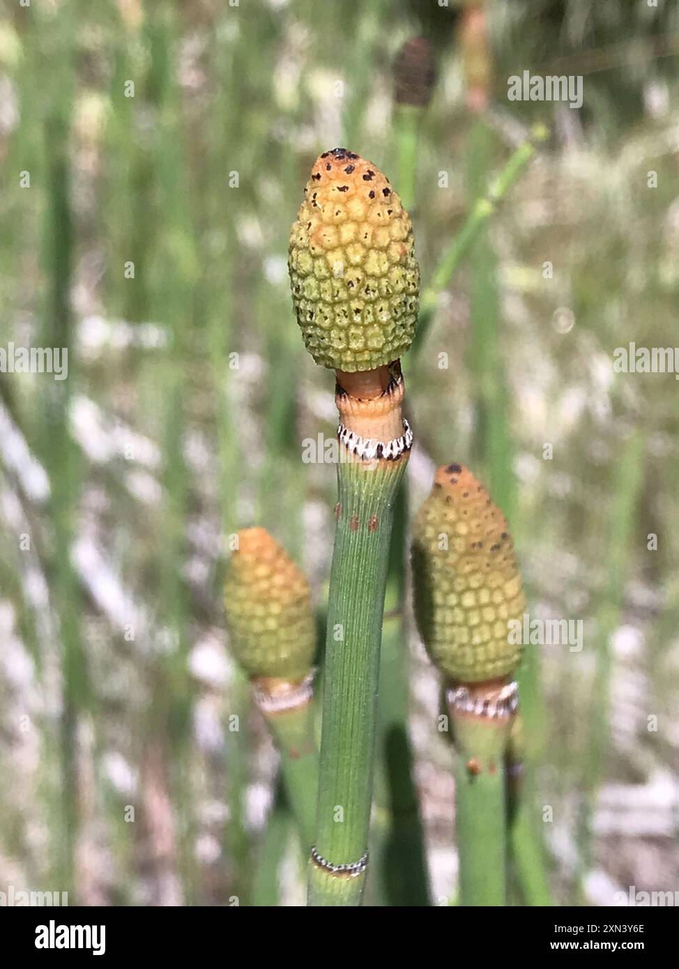 smooth horsetail (Equisetum laevigatum) Plantae Stock Photo - Alamy