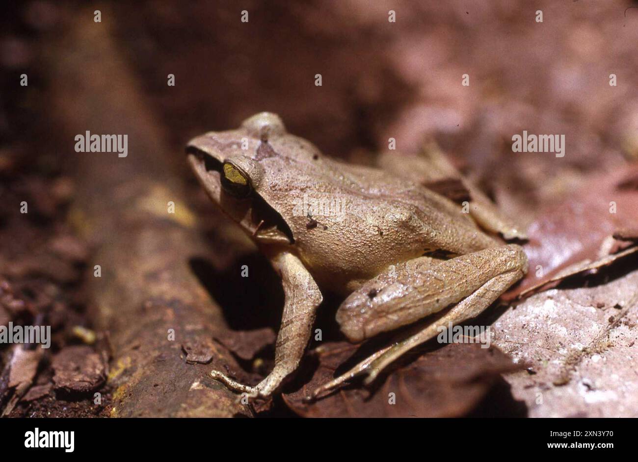 Madagascar Jumping Frog (Aglyptodactylus madagascariensis) Amphibia ...