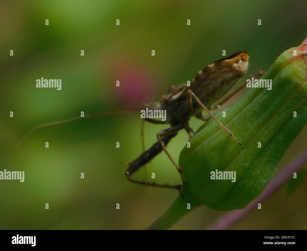 Spined Assassin Bug (Sinea diadema) Insecta Stock Photo - Alamy
