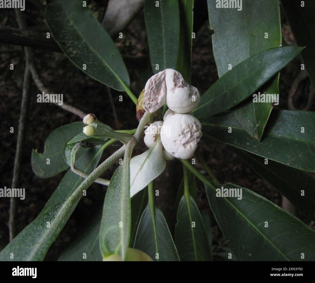 Rhododendron Leaf Gall (Exobasidium rhododendri) Fungi Stock Photo - Alamy