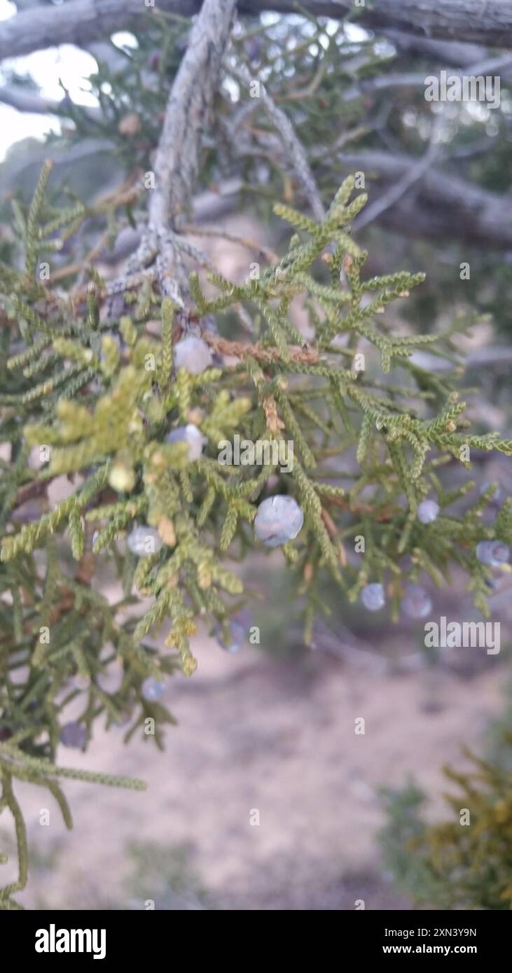 One-seed Juniper (Juniperus monosperma) Plantae Stock Photo - Alamy