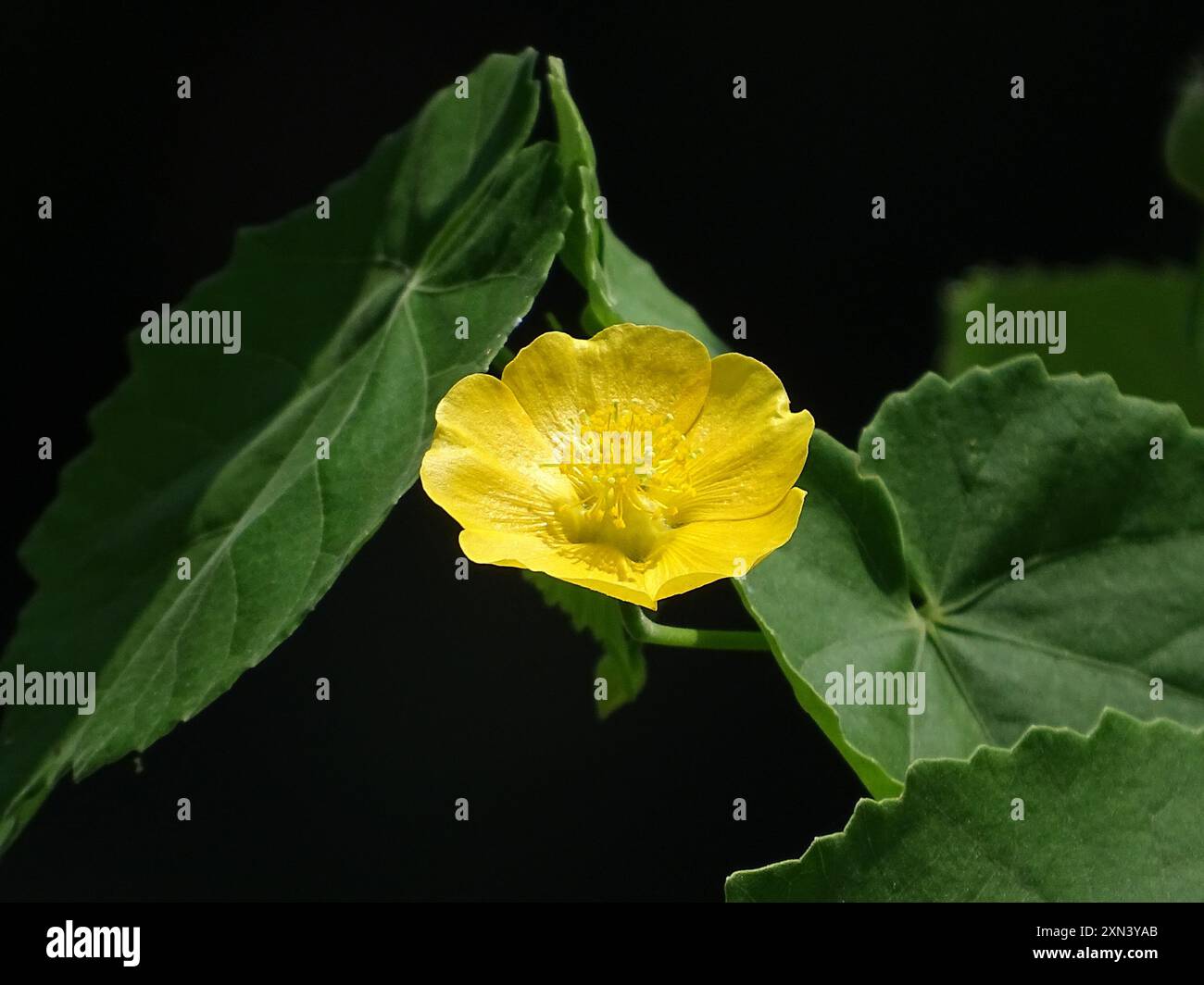 Indian Mallow (Abutilon indicum) Plantae Stock Photo - Alamy