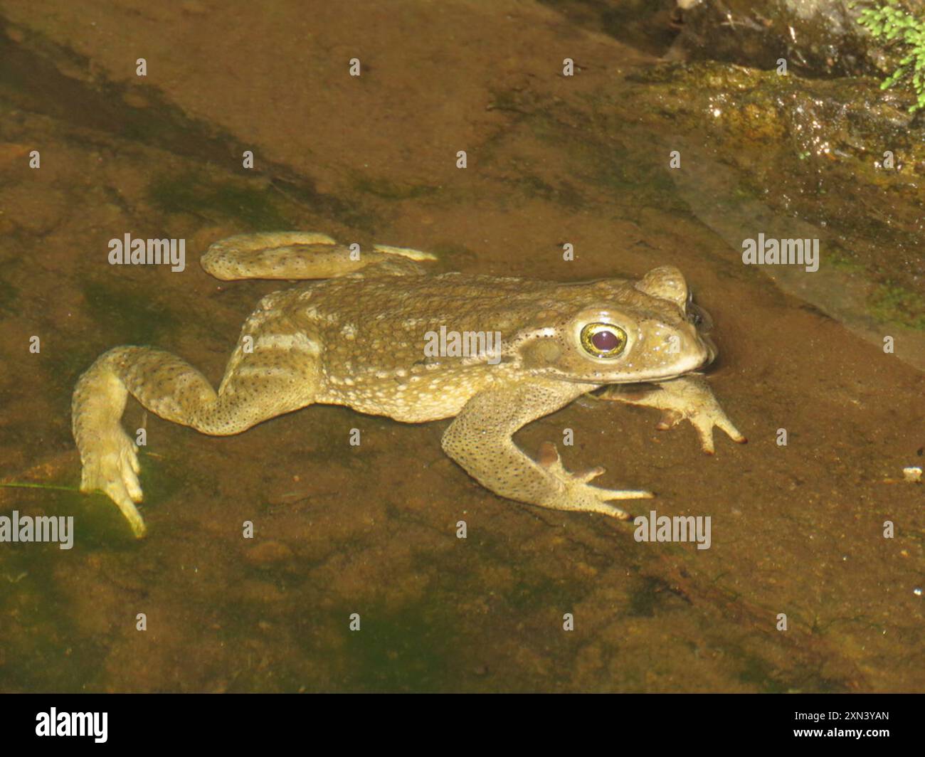 Argentine Toad (Rhinella arenarum) Amphibia Stock Photo - Alamy