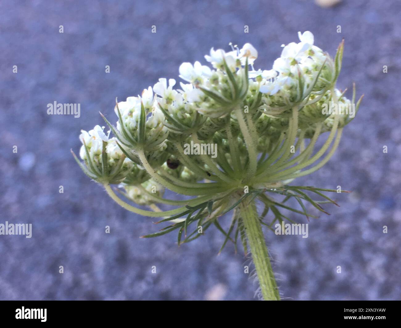 wild carrot (Daucus carota) Plantae Stock Photo - Alamy