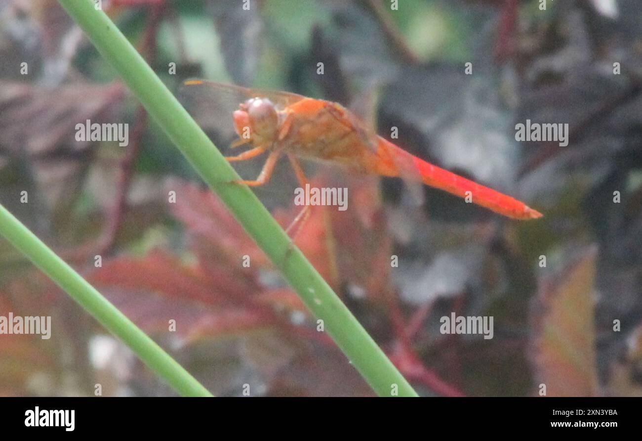 Neon Skimmer (Libellula croceipennis) Insecta Stock Photo - Alamy