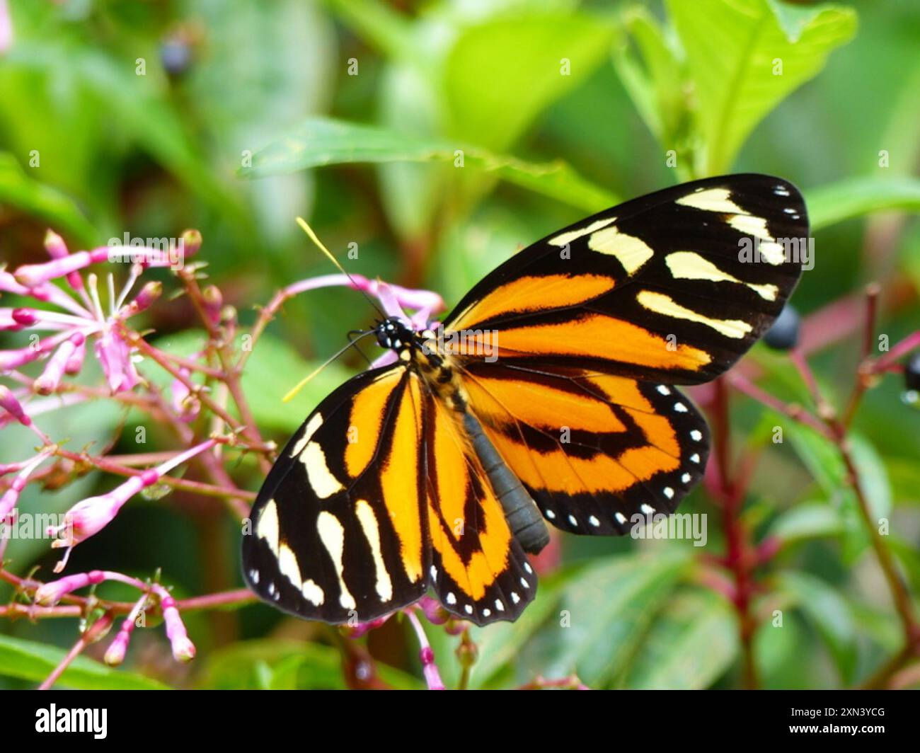 Tiger Mimic-Queen (Lycorea halia) Insecta Stock Photo - Alamy