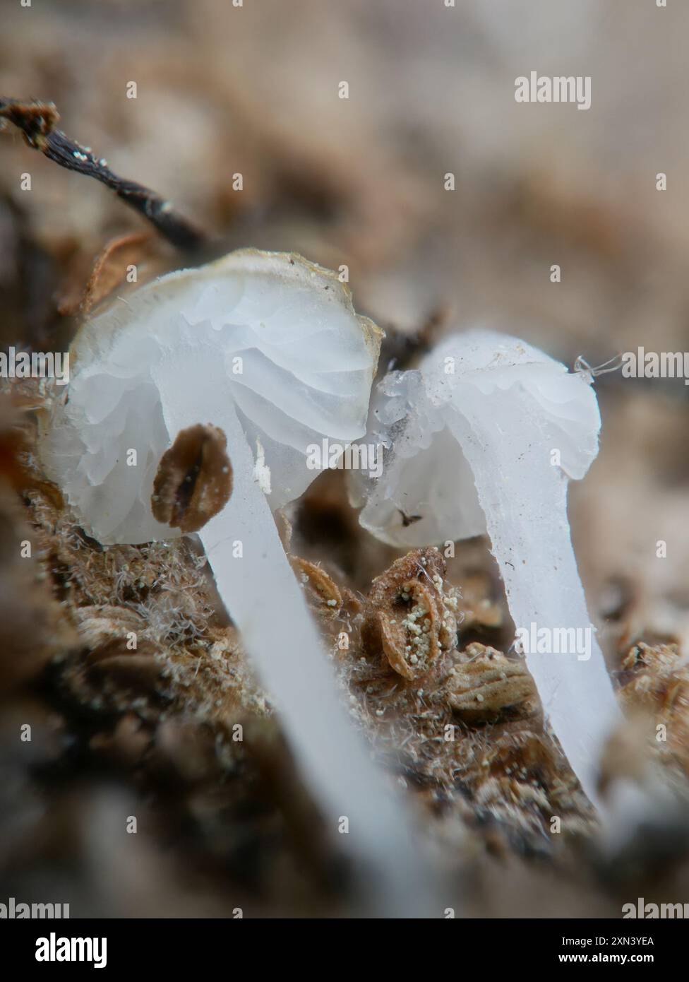 (Delicatula integrella) Fungi Stock Photo - Alamy