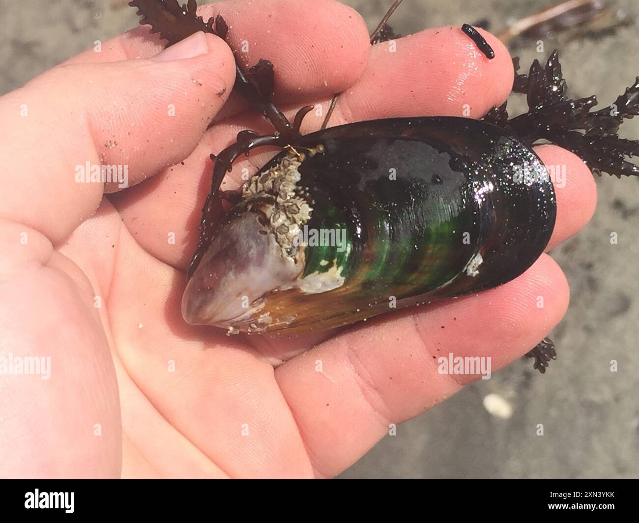 New Zealand Green-lipped Mussel (Perna canaliculus) Mollusca Stock ...