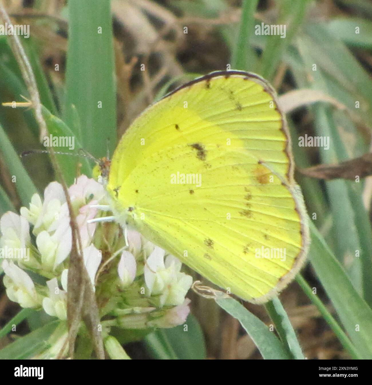 Little Yellow (Pyrisitia lisa) Insecta Stock Photo - Alamy