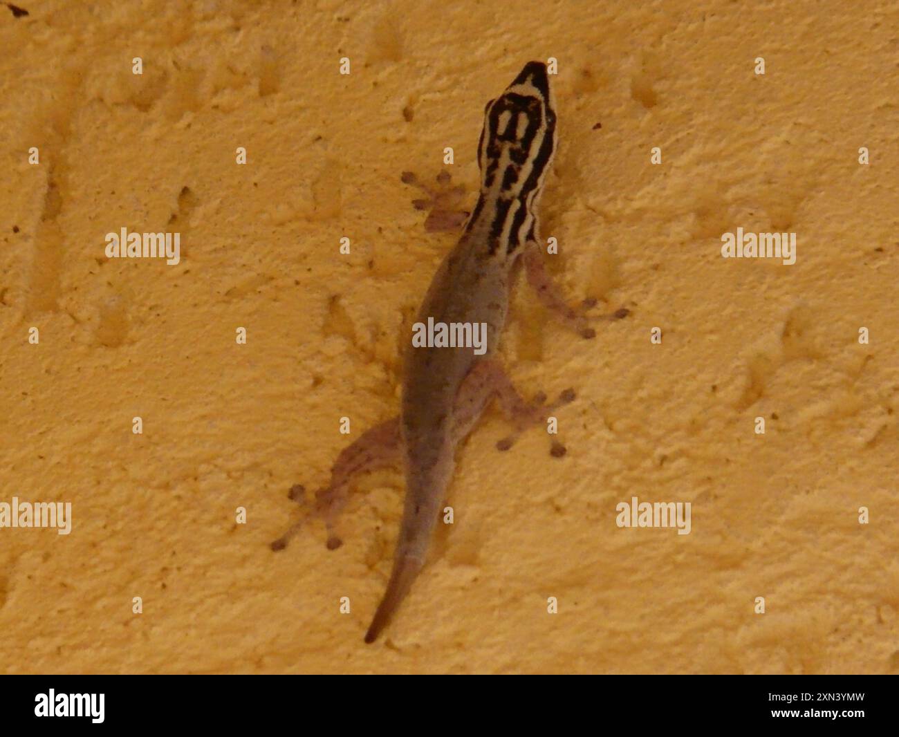 White-headed Dwarf Gecko (Lygodactylus mombasicus) Reptilia Stock Photo ...