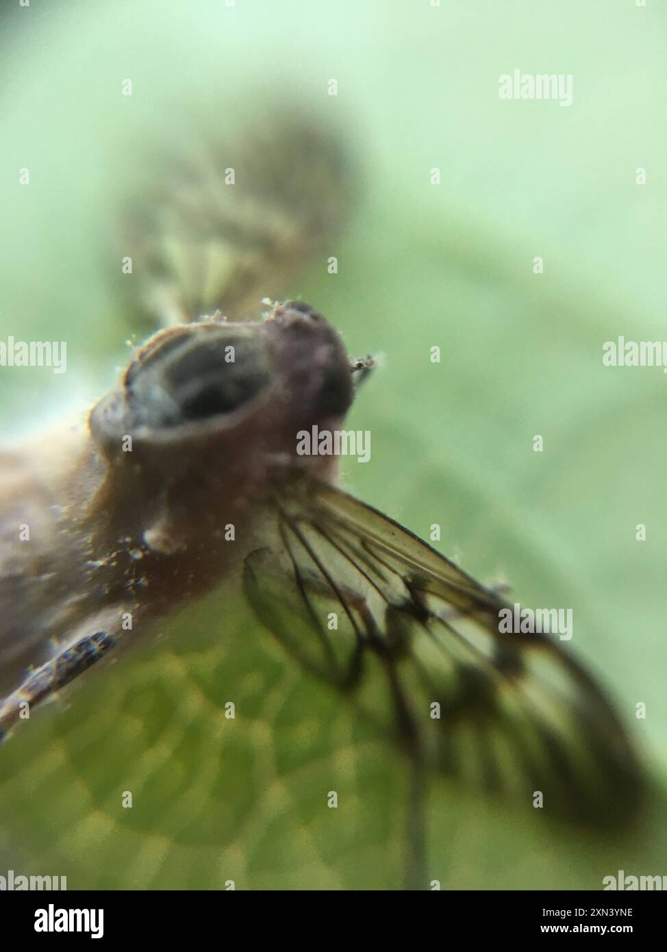 Common Snipe Fly (Rhagio mystaceus) Insecta Stock Photo - Alamy