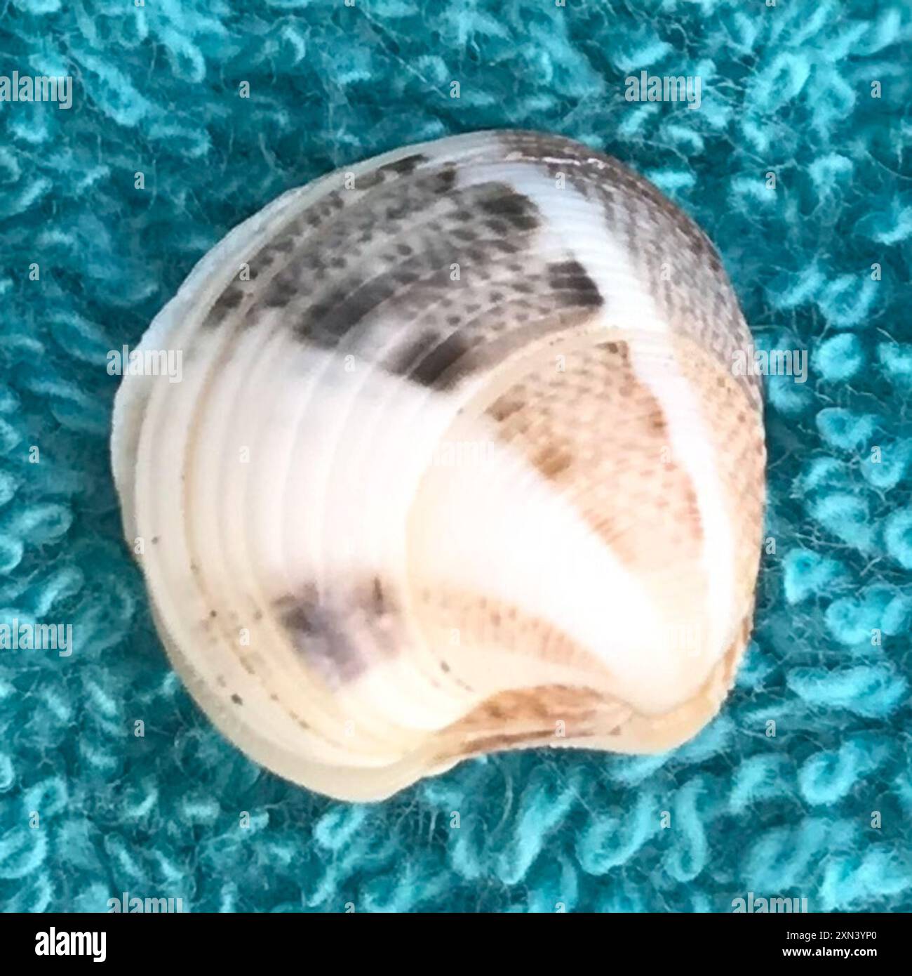Striped Venus (Chamelea gallina) Mollusca Stock Photo - Alamy