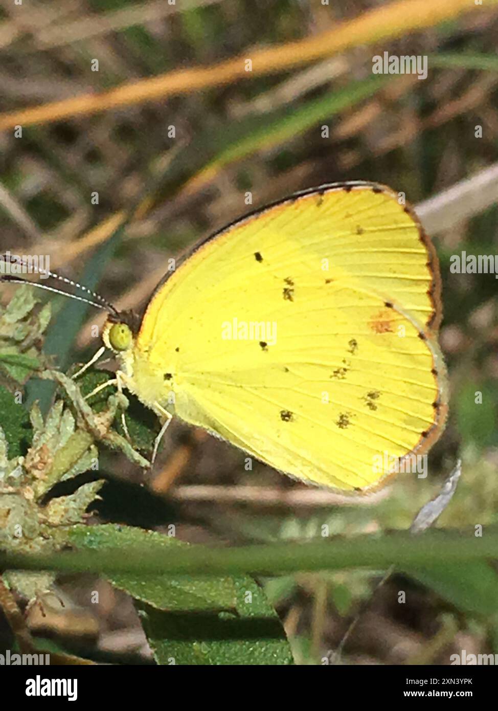 Little Yellow (Pyrisitia lisa) Insecta Stock Photo - Alamy