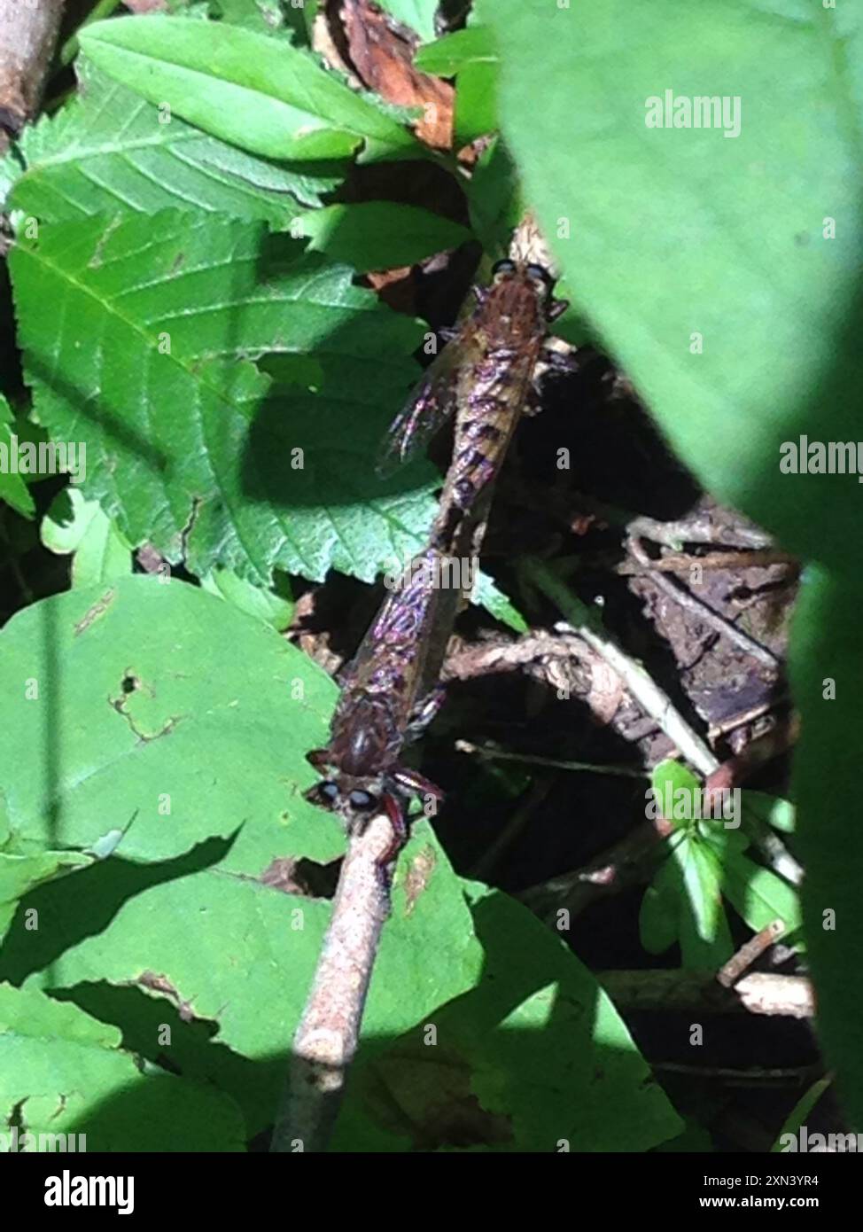 Maroon-legged Lion Fly (Promachus hinei) Insecta Stock Photo - Alamy