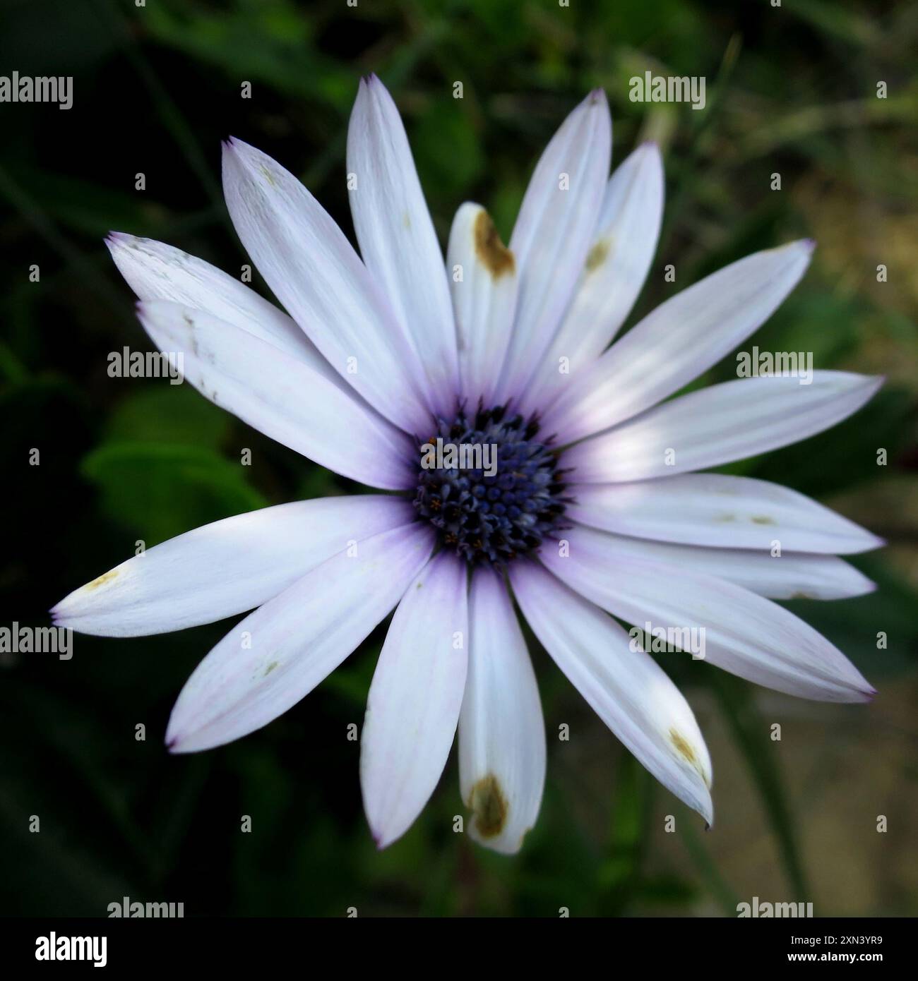 Dimorphotheca fruticosa hi-res stock photography and images - Alamy