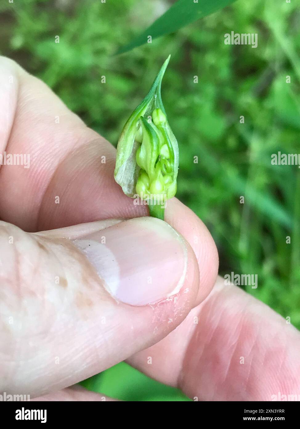 common Canadian meadow garlic (Allium canadense canadense) Plantae ...