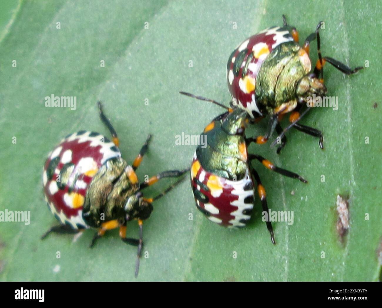 Caura hi-res stock photography and images - Alamy